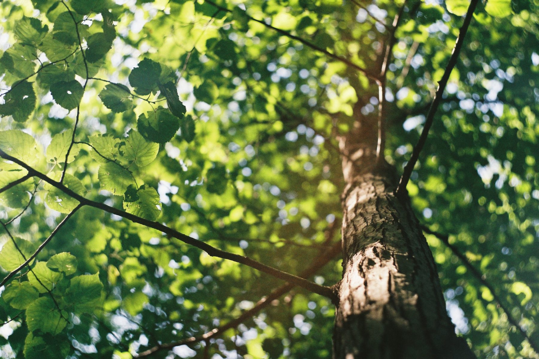 21+ Tree Pollen Allergy Foods To Avoid (2026)
